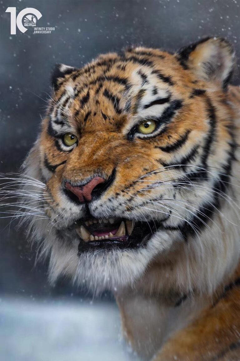 Siberian Tiger - Infinity - Monkey Hobby since 2017