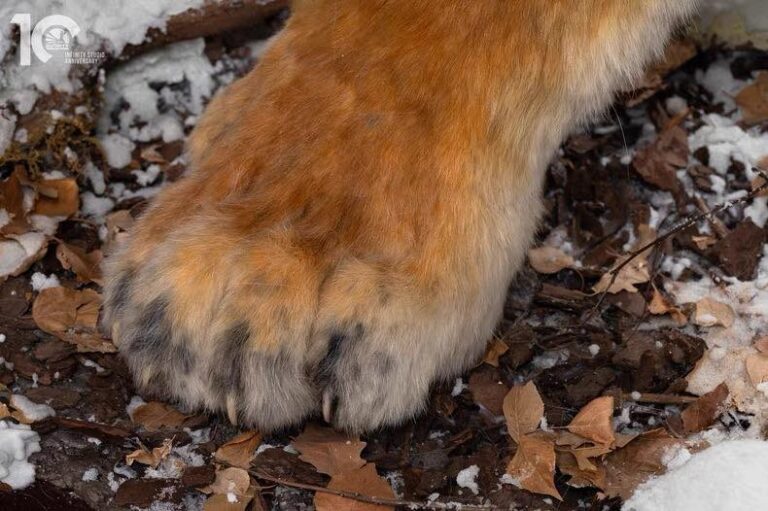 Siberian Tiger - Infinity - Monkey Hobby since 2017
