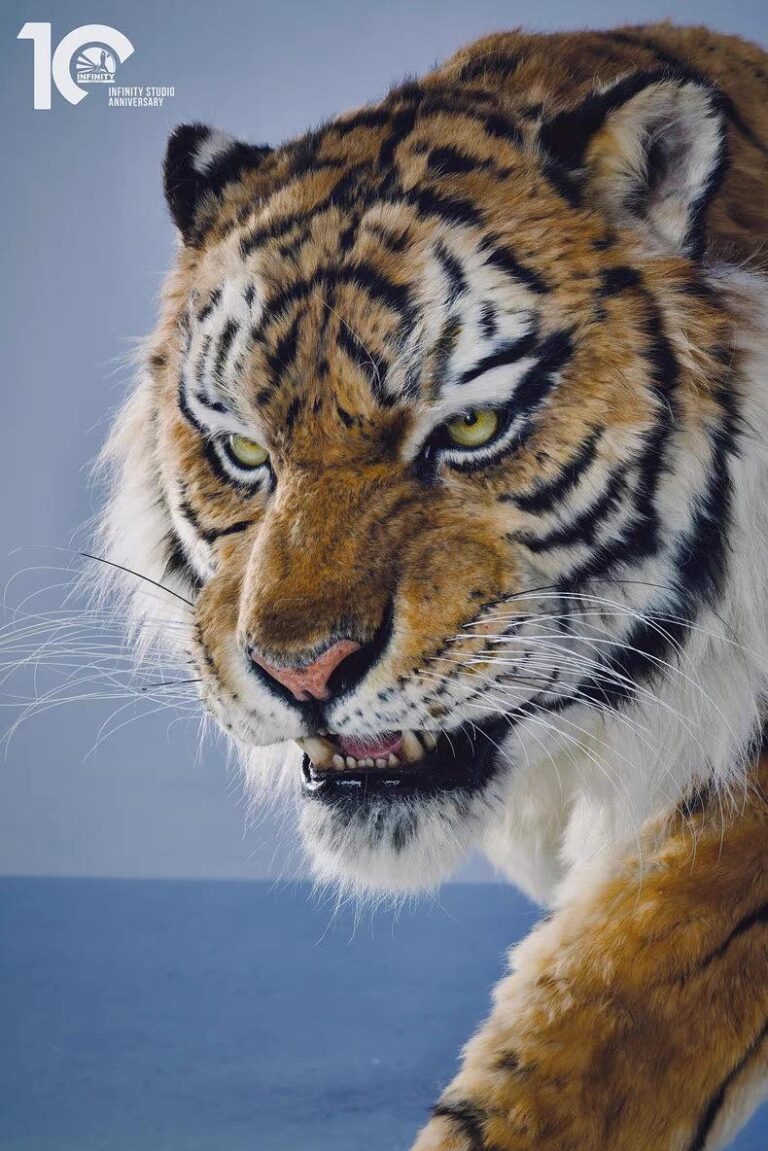 Siberian Tiger - Infinity - Monkey Hobby since 2017